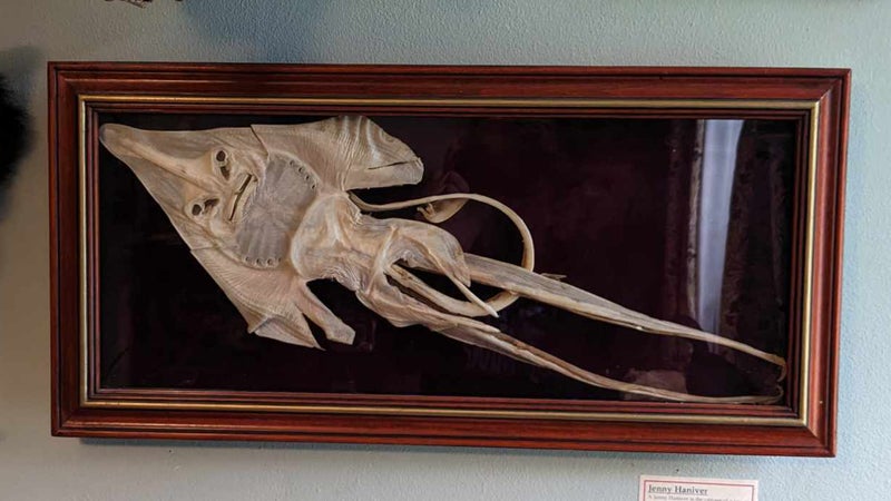 Jenny Haniver: The Devilish "Sea Monster" | Morbitorium